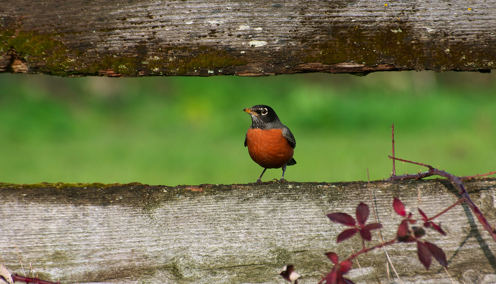 NW Bird Blog: American Robin